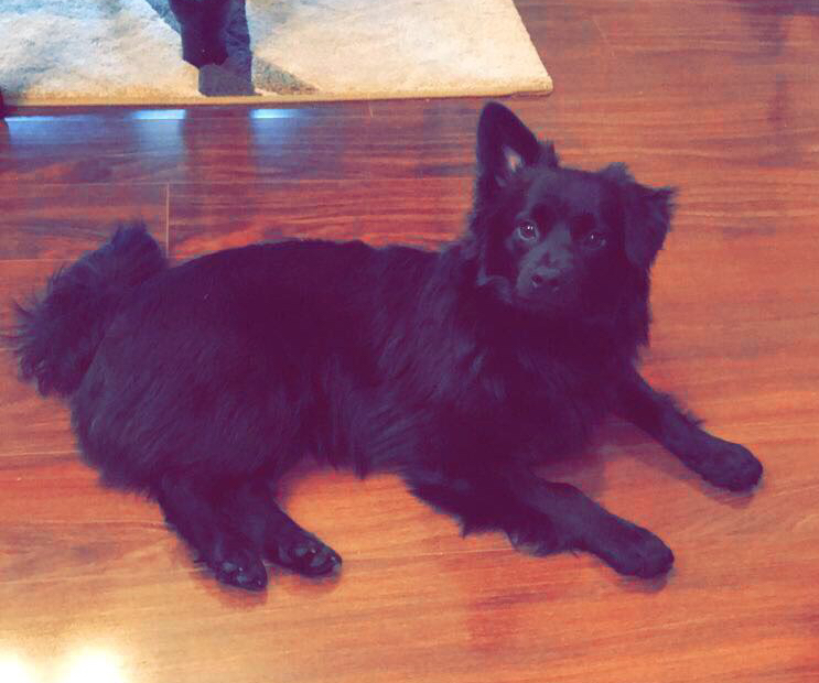 Black Dog Bold – Family, Food, Fashion, but first… Wine!