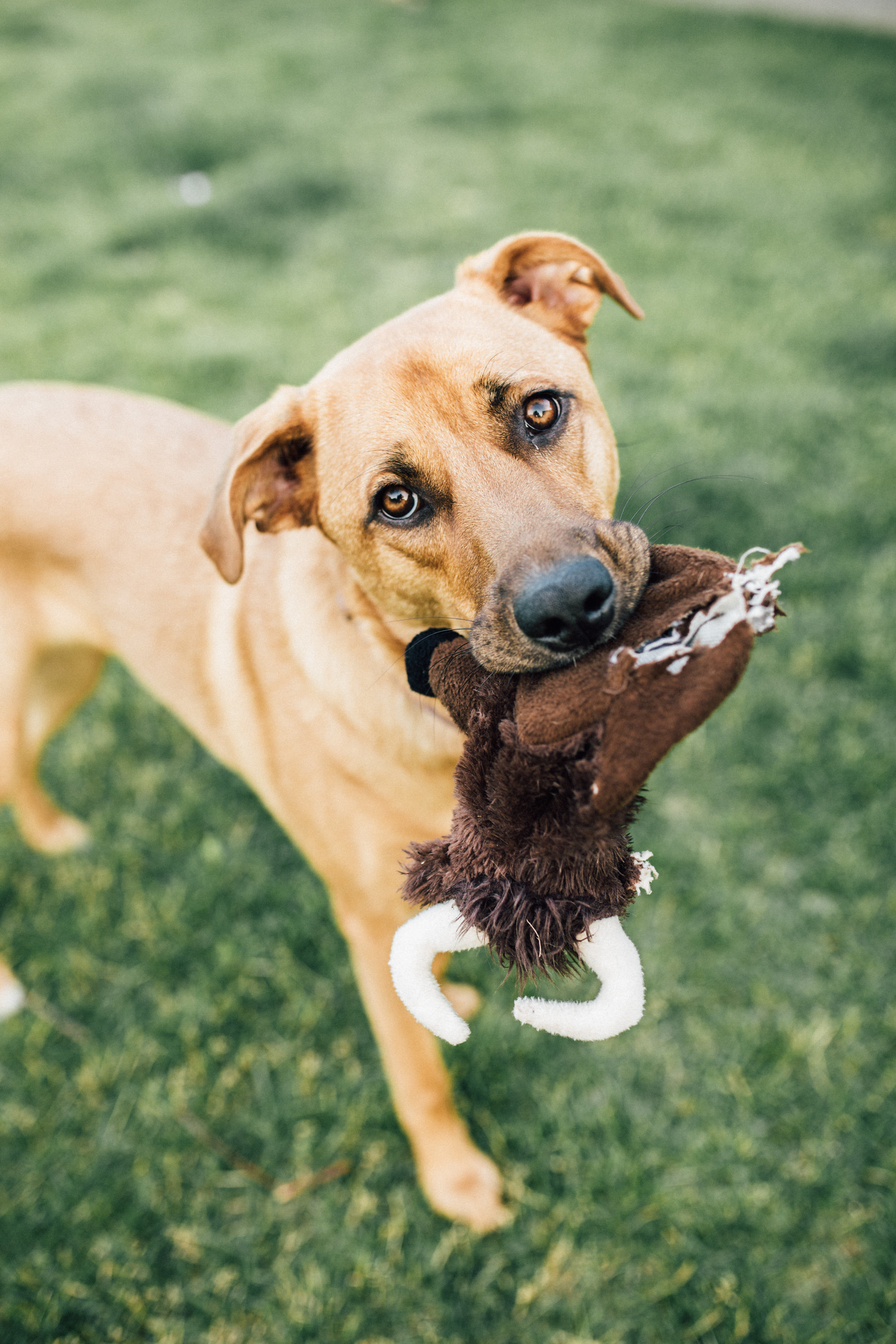 Black Dog Bold – Family, Food, Fashion, but first… Wine!